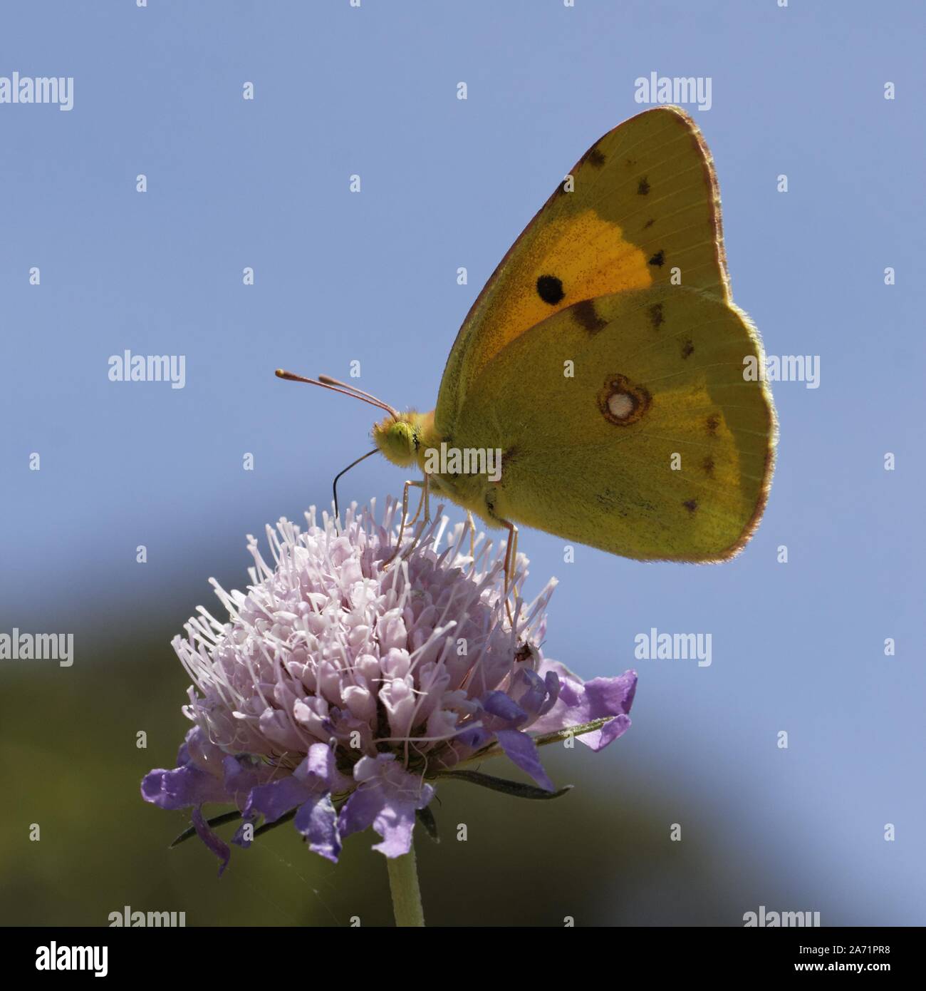 Postillon hi-res stock photography and images - Alamy