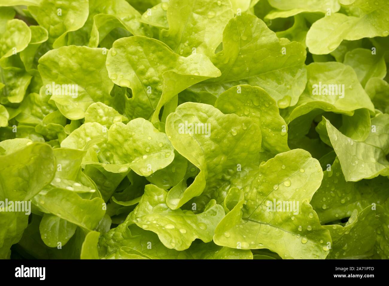Water salad hi-res stock photography and images - Alamy