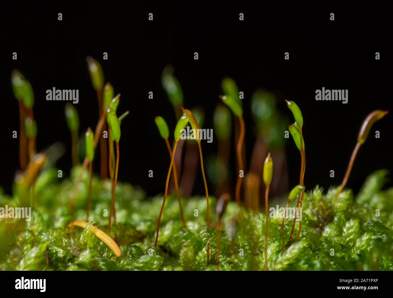 Moss seeds hi-res stock photography and images - Alamy