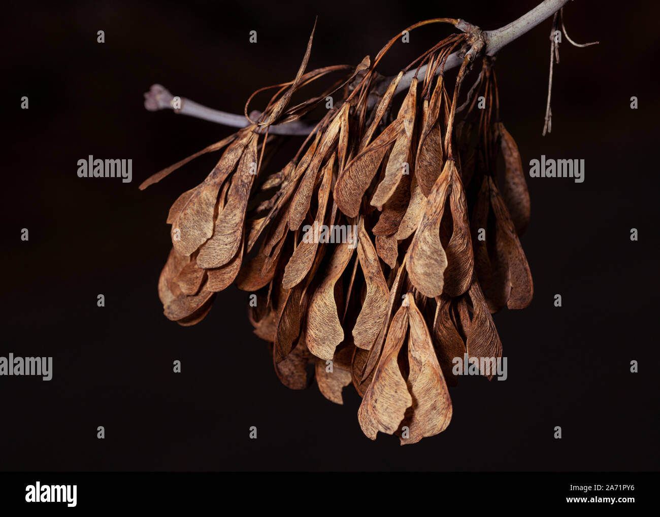 Maple Samara Fruit High Resolution Stock Photography and Images - Alamy
