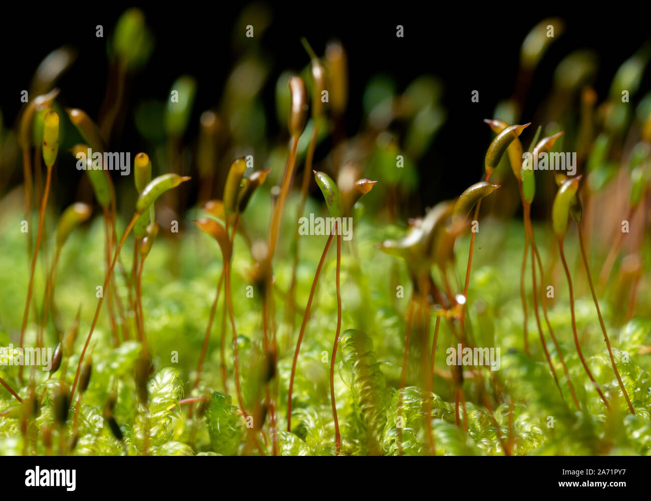 Moss seeds hi-res stock photography and images - Alamy