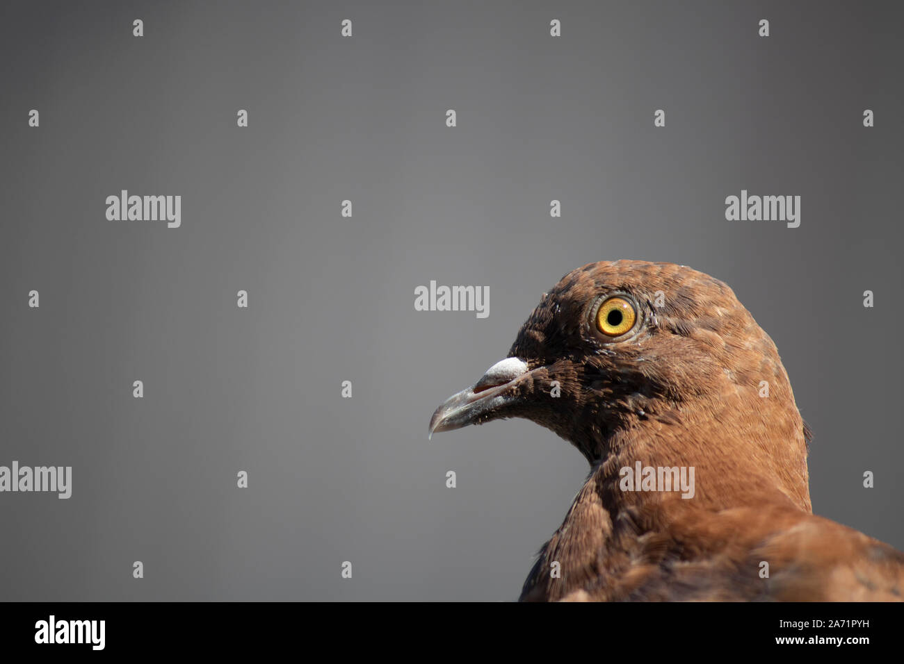 Flying pigeon china hi-res stock photography and images - Alamy