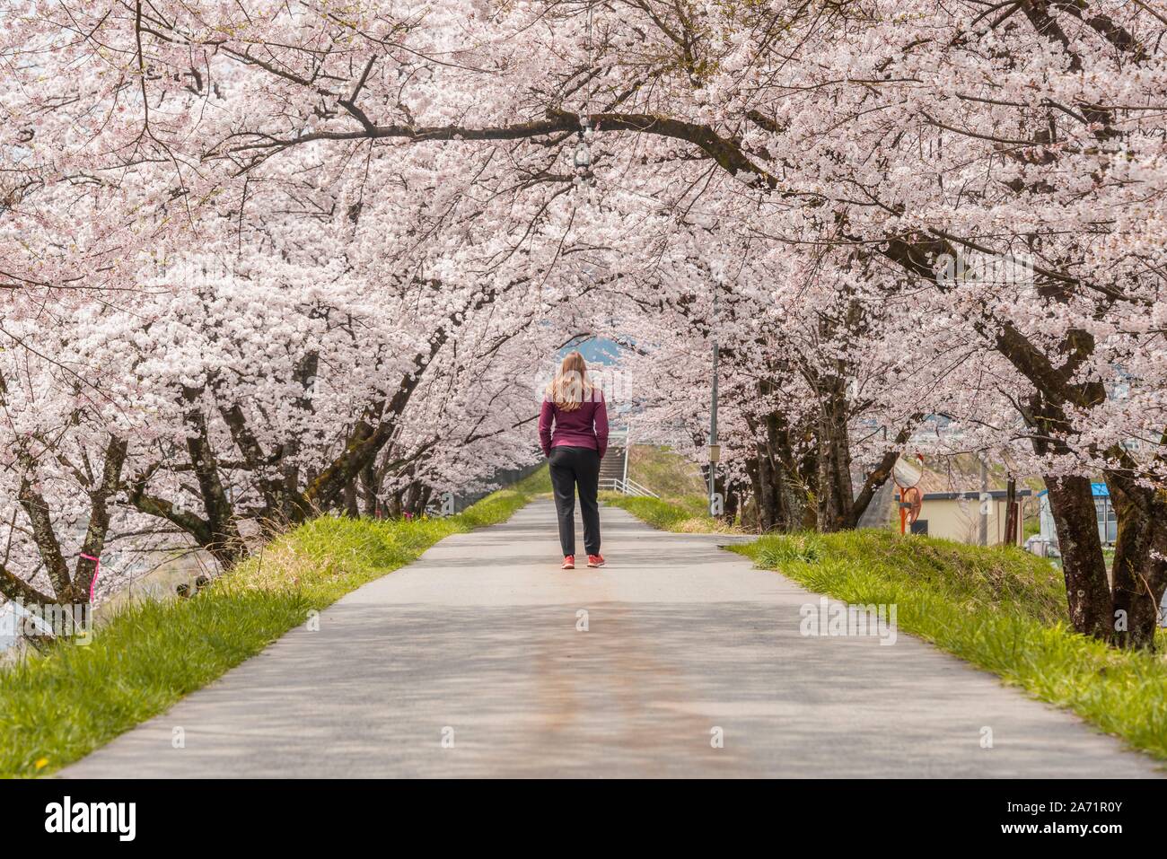 Woman on a path, avenue under cherry blossoms, Japanese cherry blossom ...