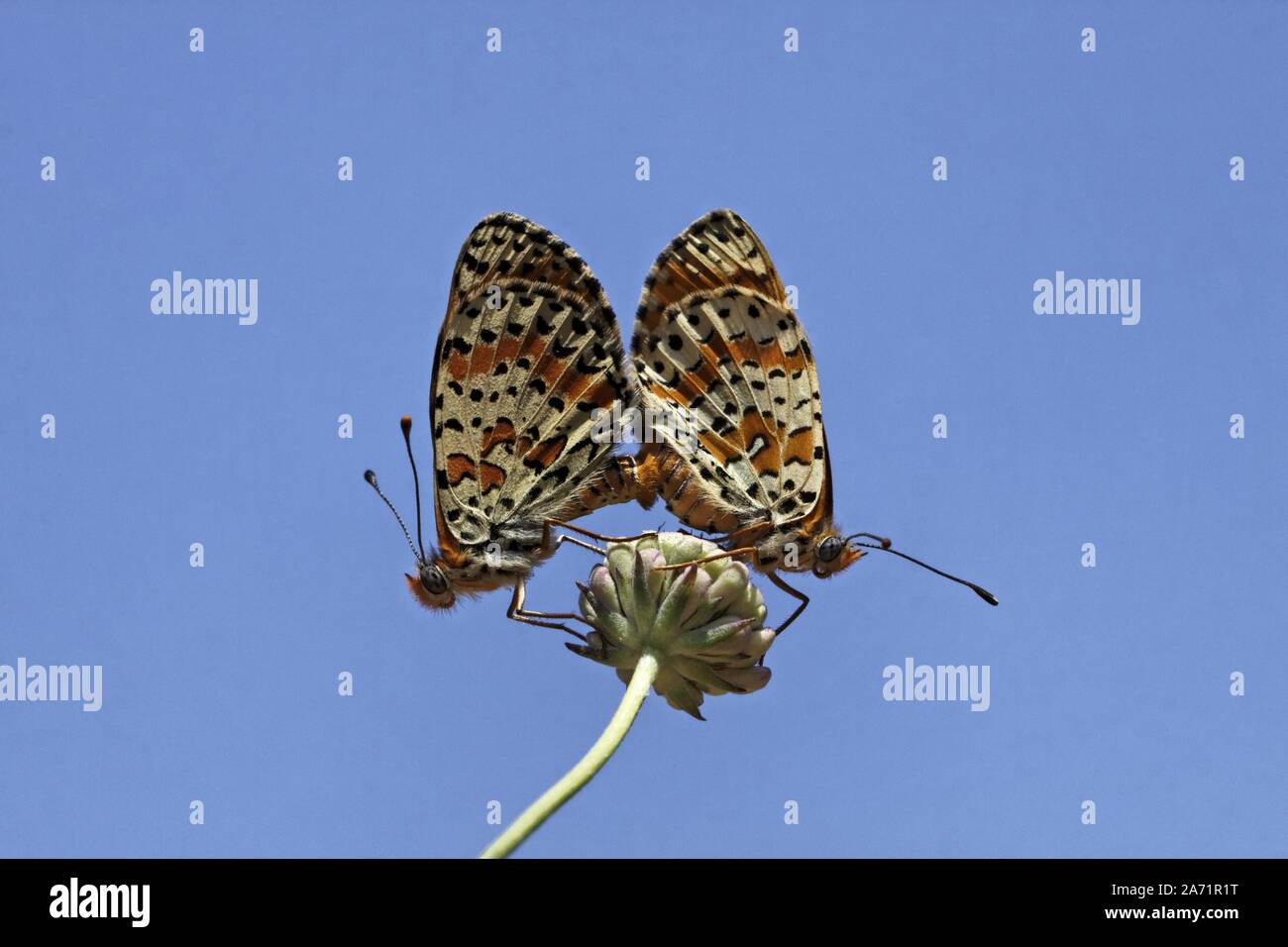 Kopula hi-res stock photography and images - Alamy