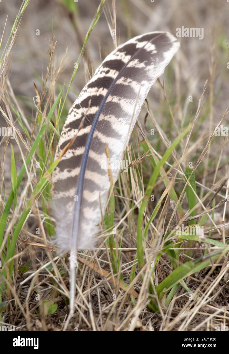 Buzzard feather hi-res stock photography and images - Alamy
