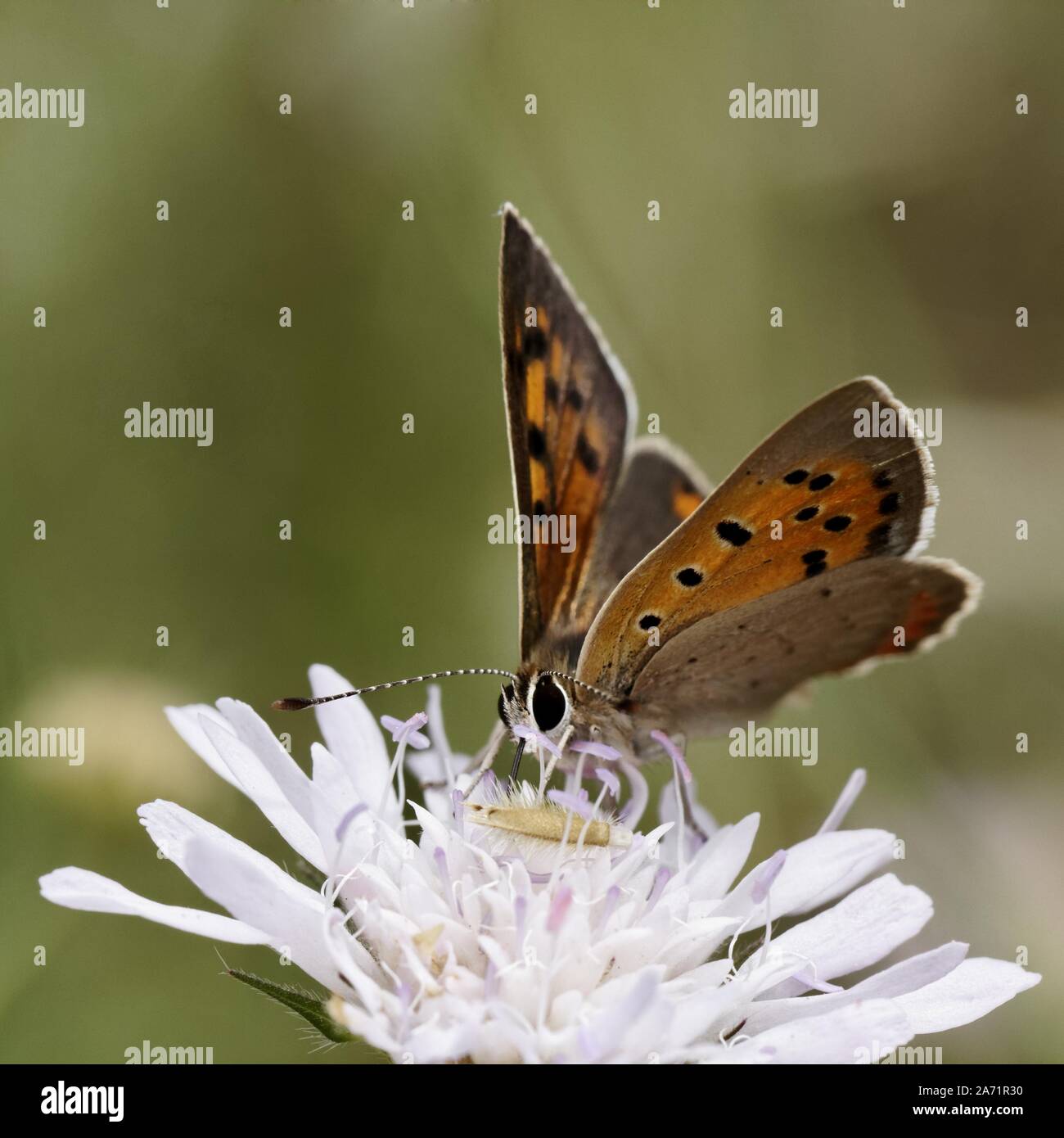 Fire butterfly hi-res stock photography and images - Alamy
