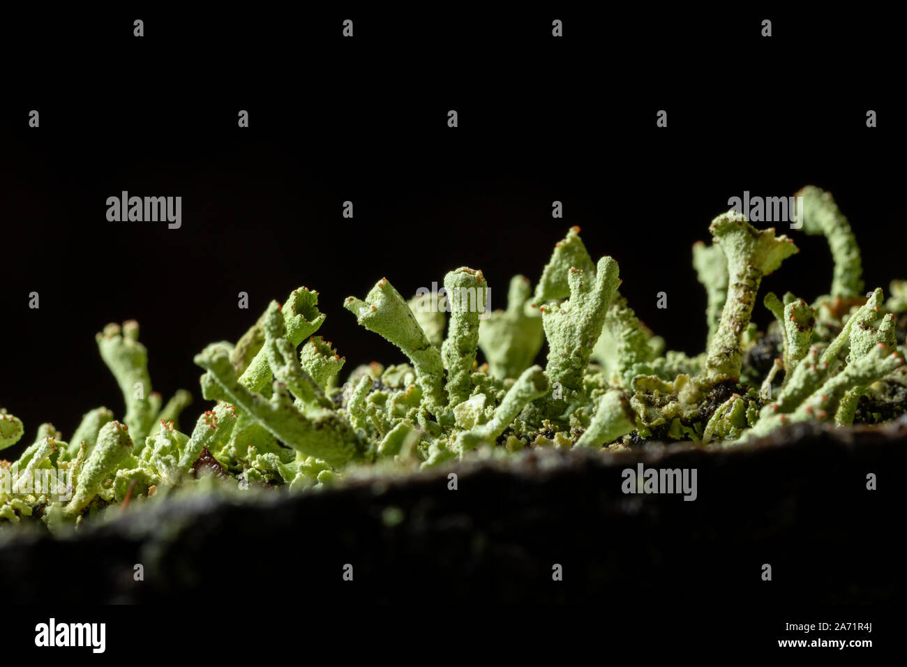 light green lichens on black background Stock Photo - Alamy