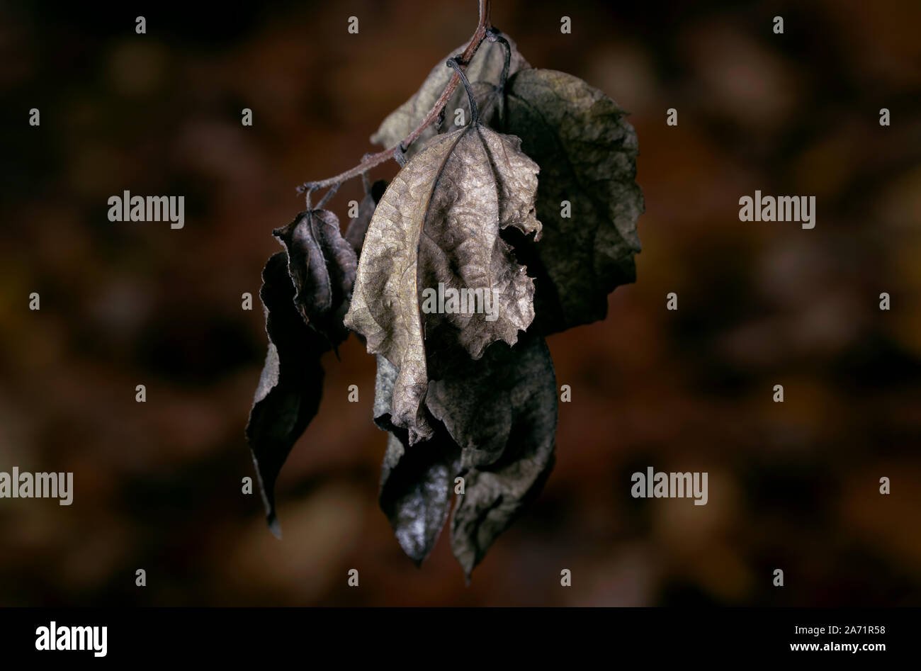 dried withered leaves in late fall Stock Photo - Alamy