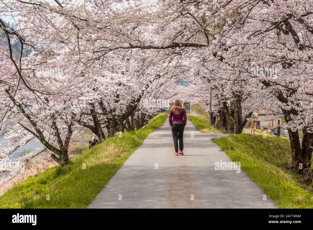 Avenue blossom cherry cherry hi-res stock photography and images - Alamy