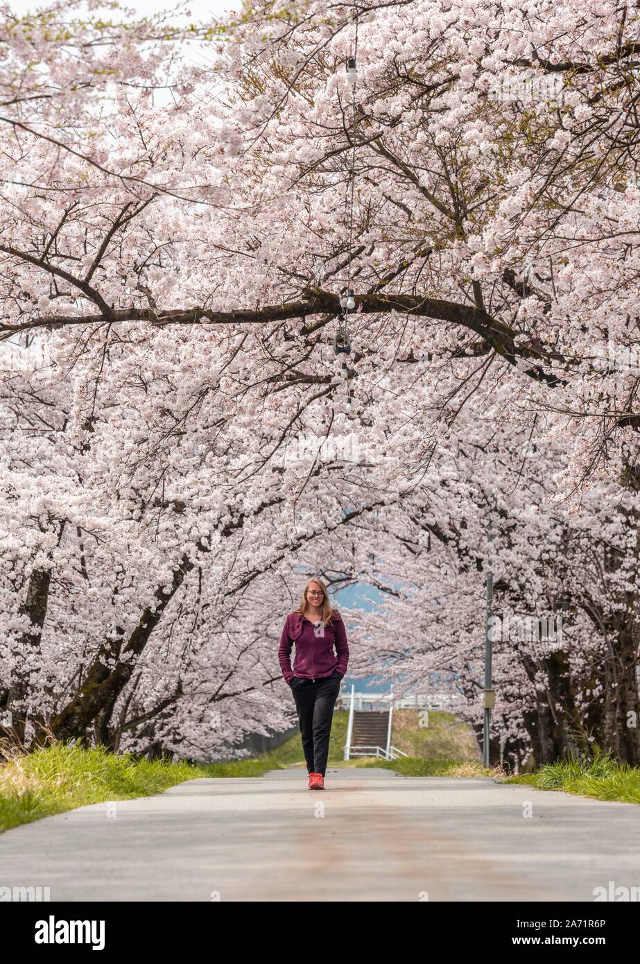 Woman on a path, avenue under cherry blossoms, Japanese cherry blossom ...