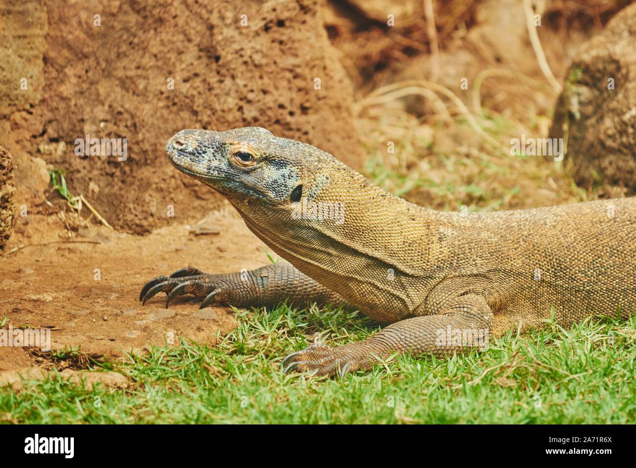 Komodo dragon (Varanus komodoensis), animal portrait, captive, Hawaii ...