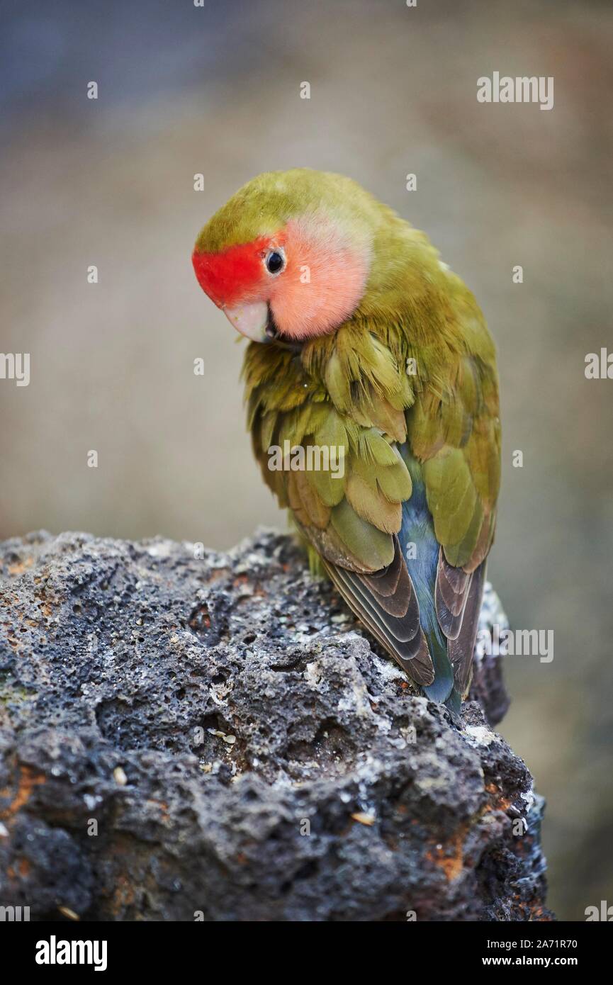 Rosy faced lovebird agapornis roseicollis for plumage care hi-res stock ...