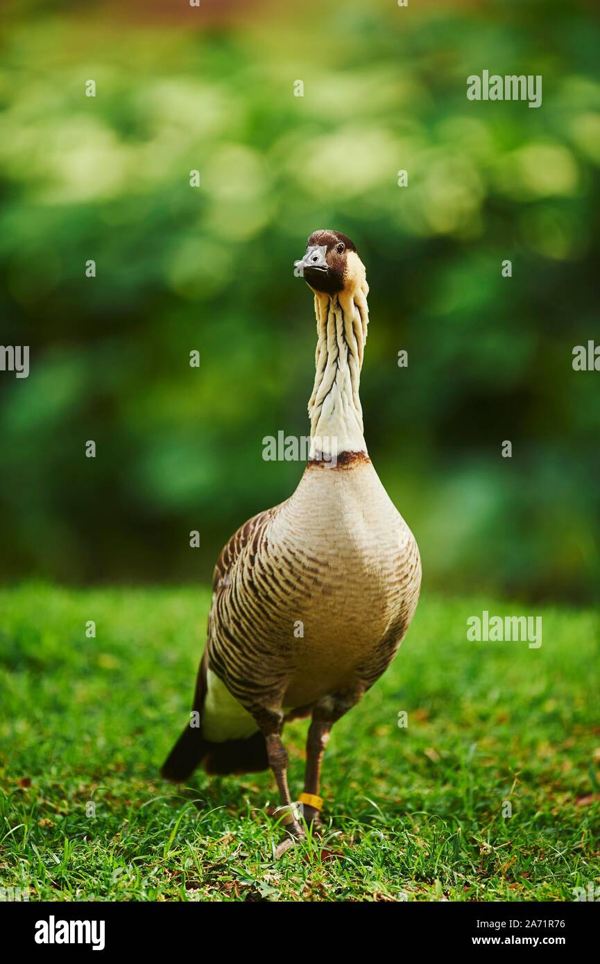 Hawaiian Goose (Branta sandvicensis) on a meadow, Hawaiian Island Oahu ...