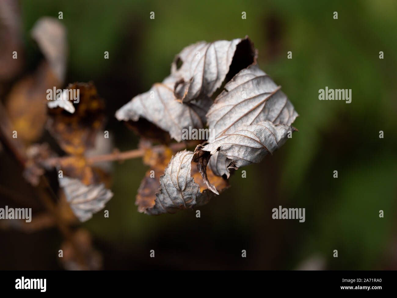 Old withered leaves hi-res stock photography and images - Alamy