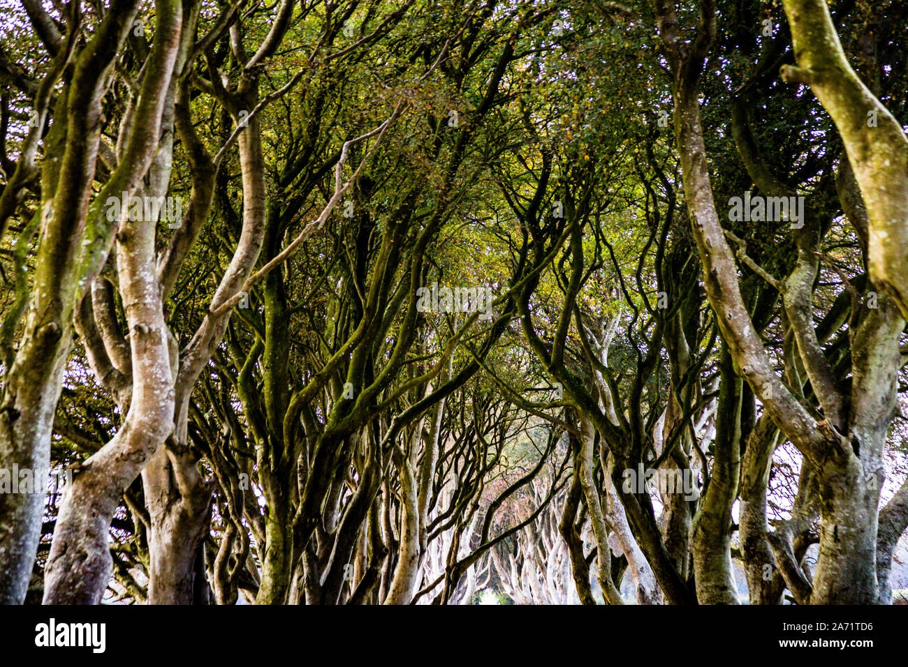 Tropical Evergreen Forests High Resolution Stock Photography and Images ...