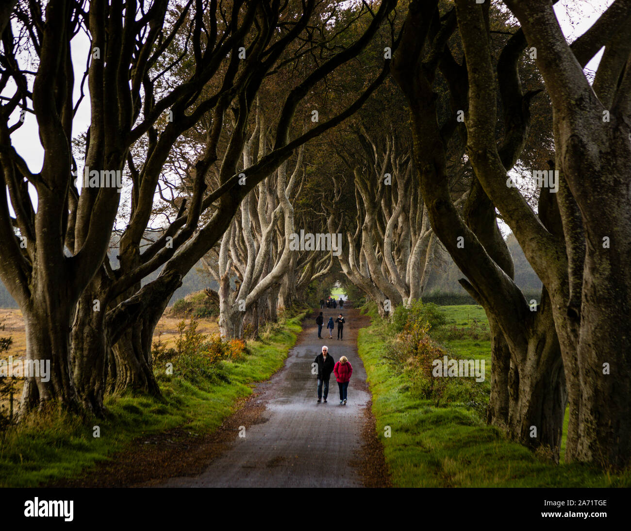 The Dark Hedges near Ballymoney, Northern Ireland Stock Photo - Alamy