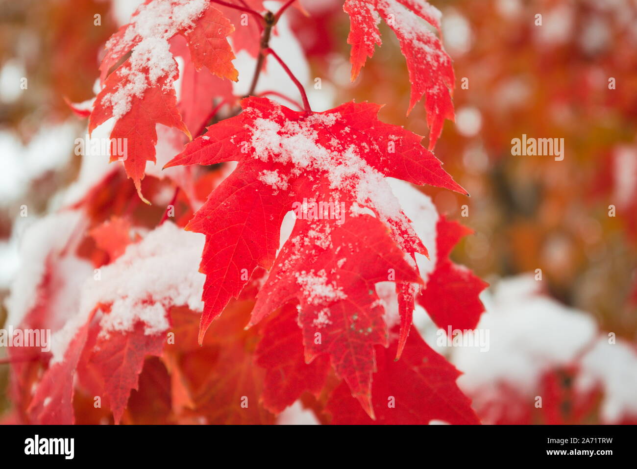 Red leaves snow hi-res stock photography and images - Alamy