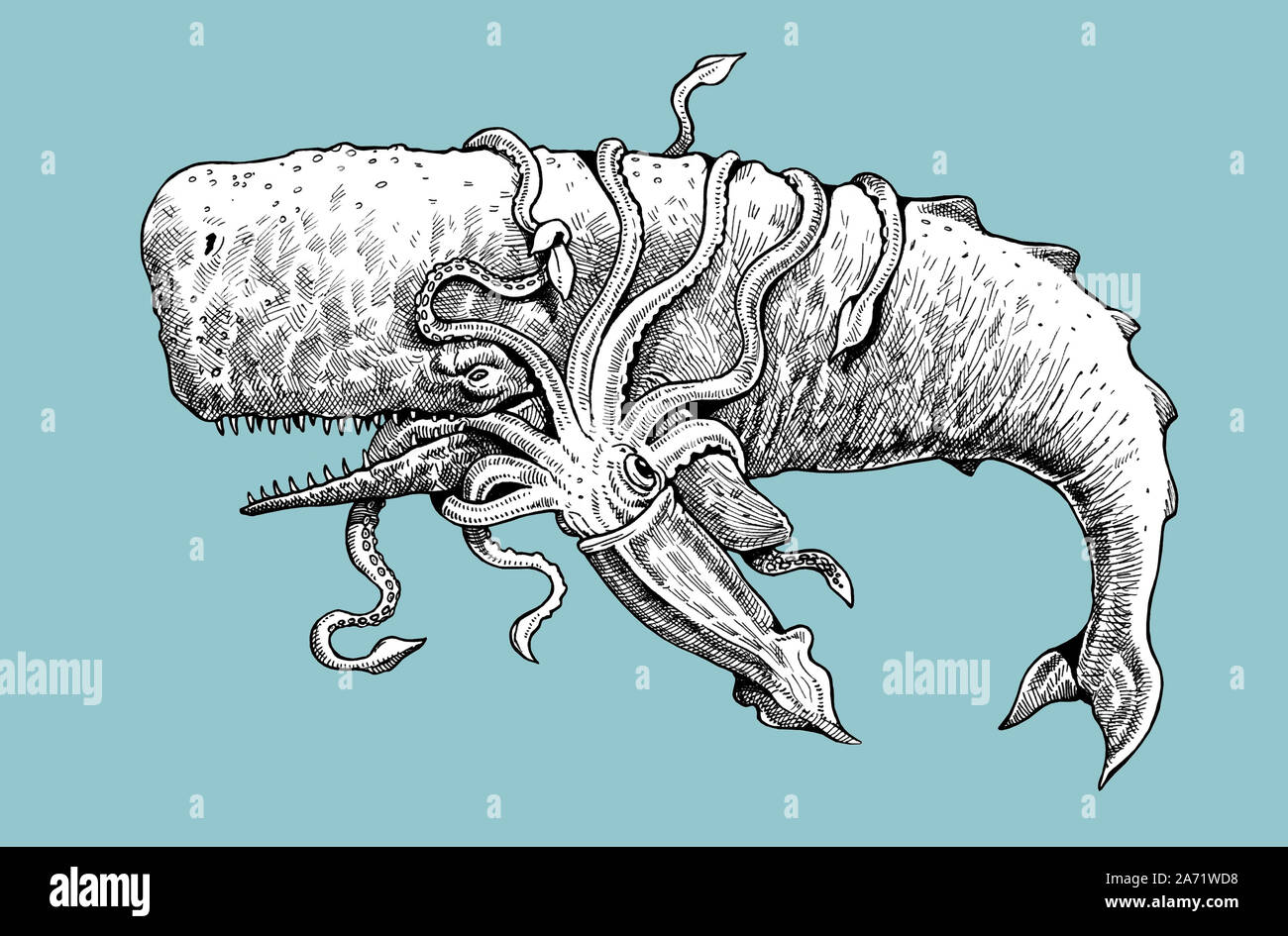 Cachalote Vs Calamar Gigante