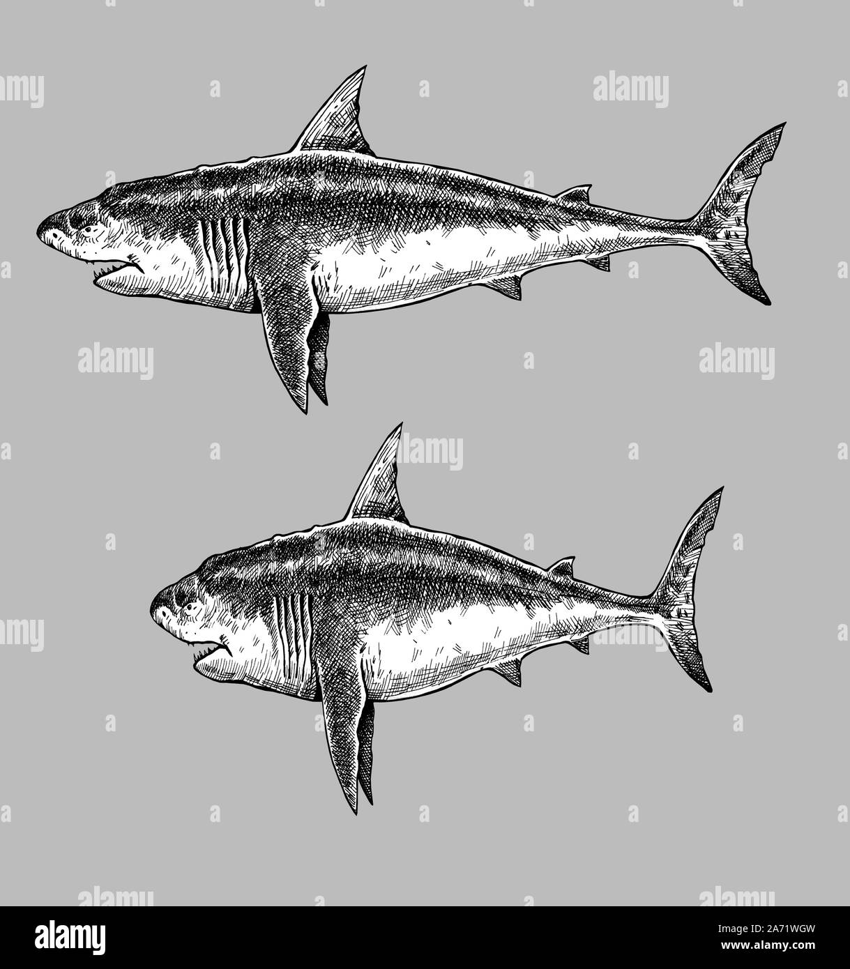 Megalodon Shark Tooth High Resolution Stock Photography and Images - Alamy