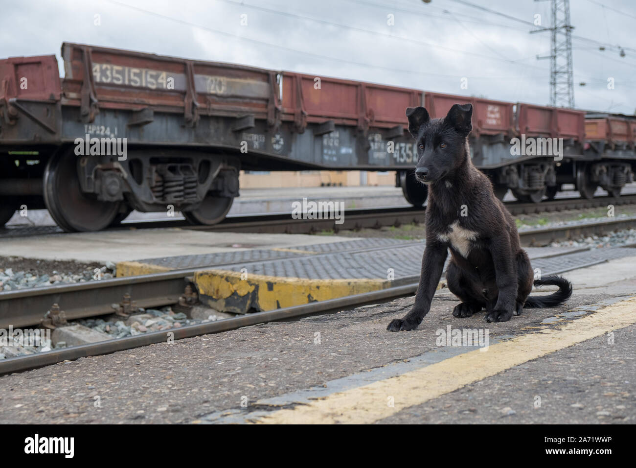Animal station hi-res stock photography and images - Alamy