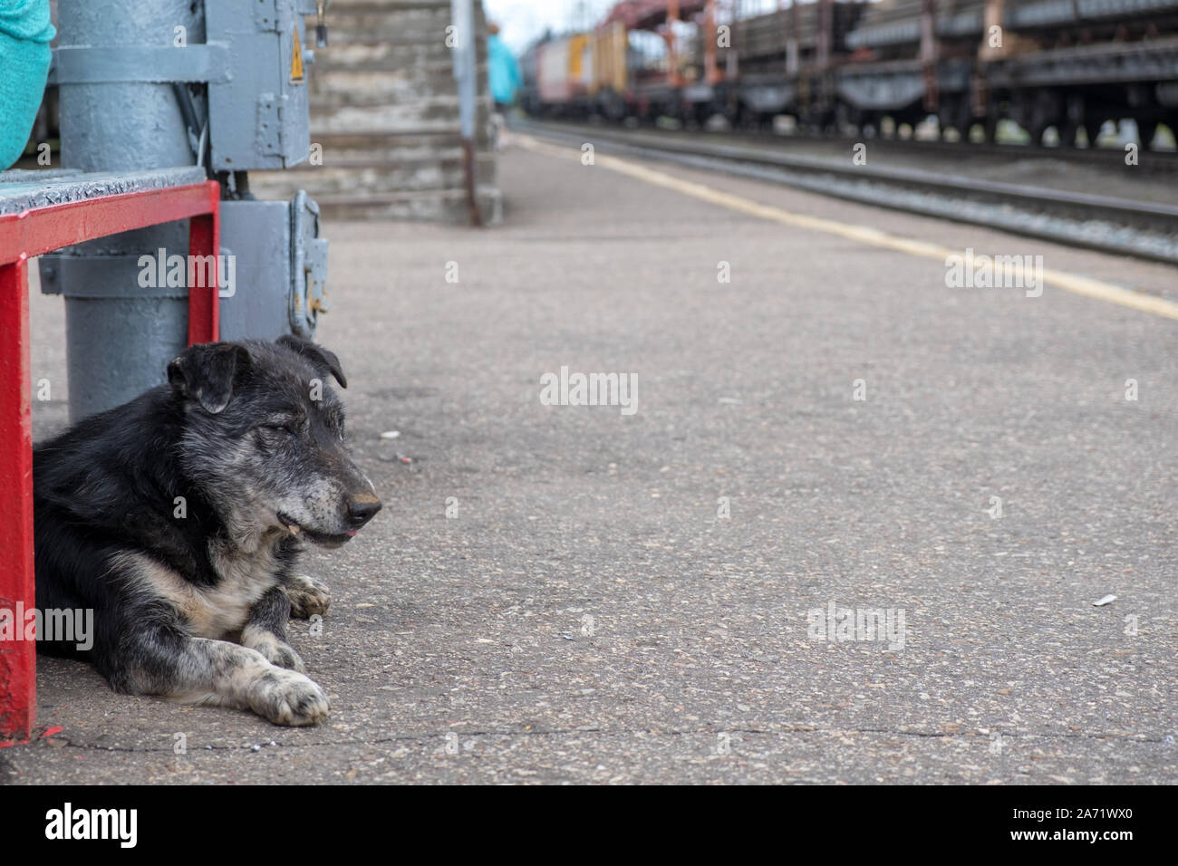 Dog in a Trans Siberian train station Stock Photo - Alamy