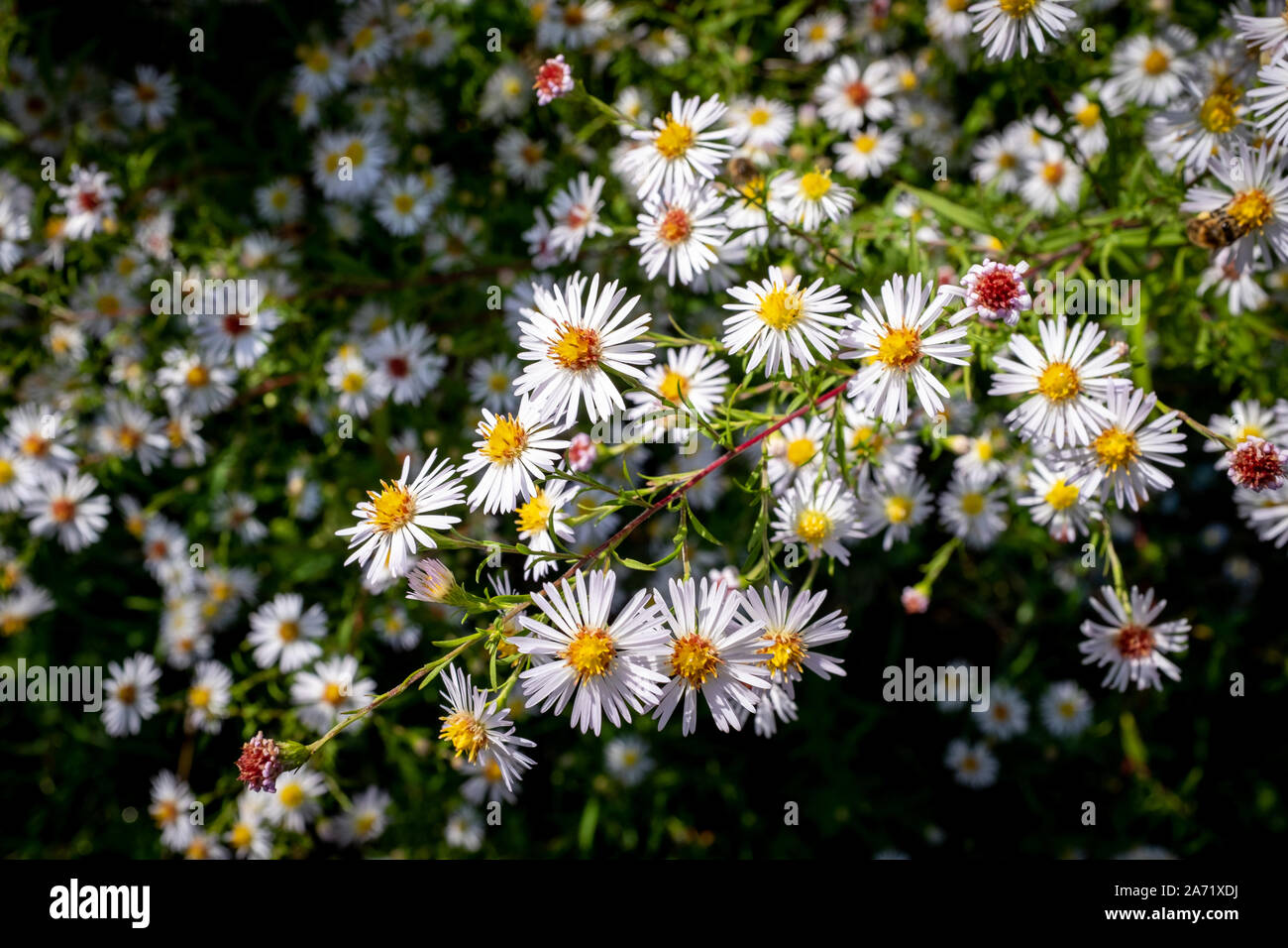 White aster hi-res stock photography and images - Alamy