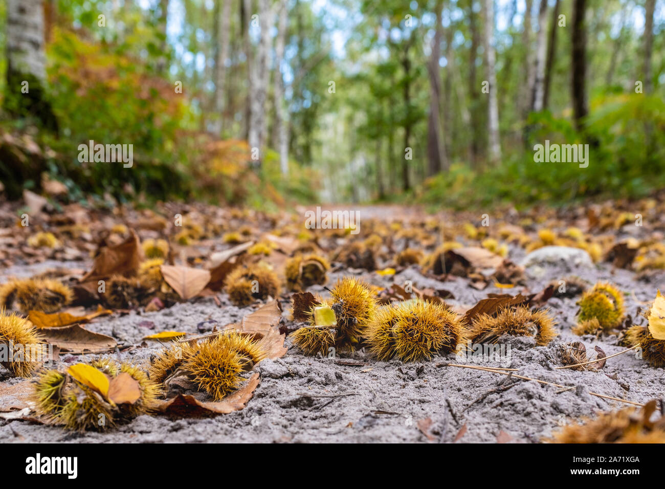 Chestnut Tree In France High Resolution Stock Photography and Images ...