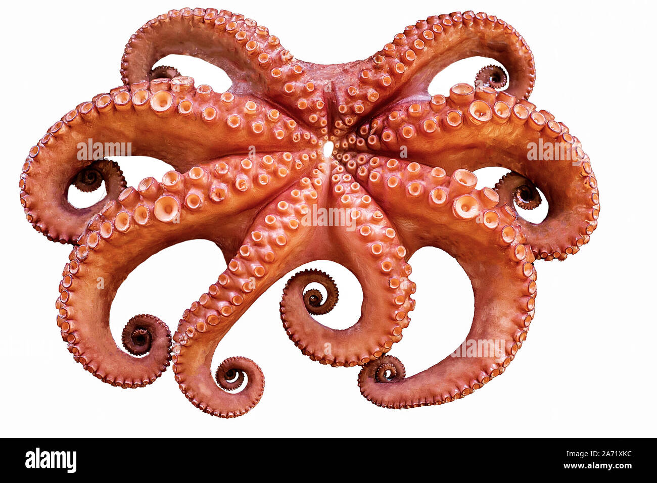 boiled big red octopus on a white background whole whole isolated Stock ...