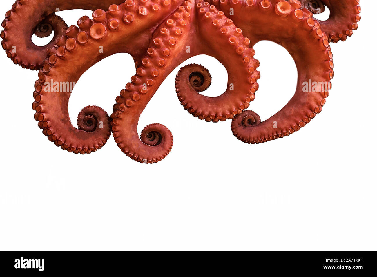boiled big red octopus on a white background whole whole isolated Stock ...