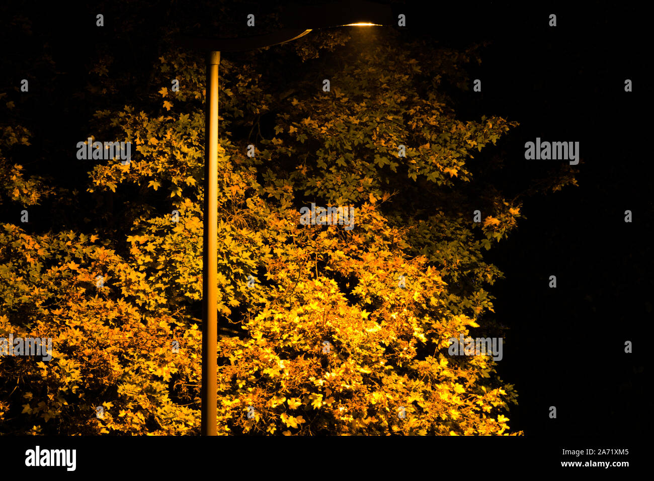 Night fall leaves hi-res stock photography and images - Alamy