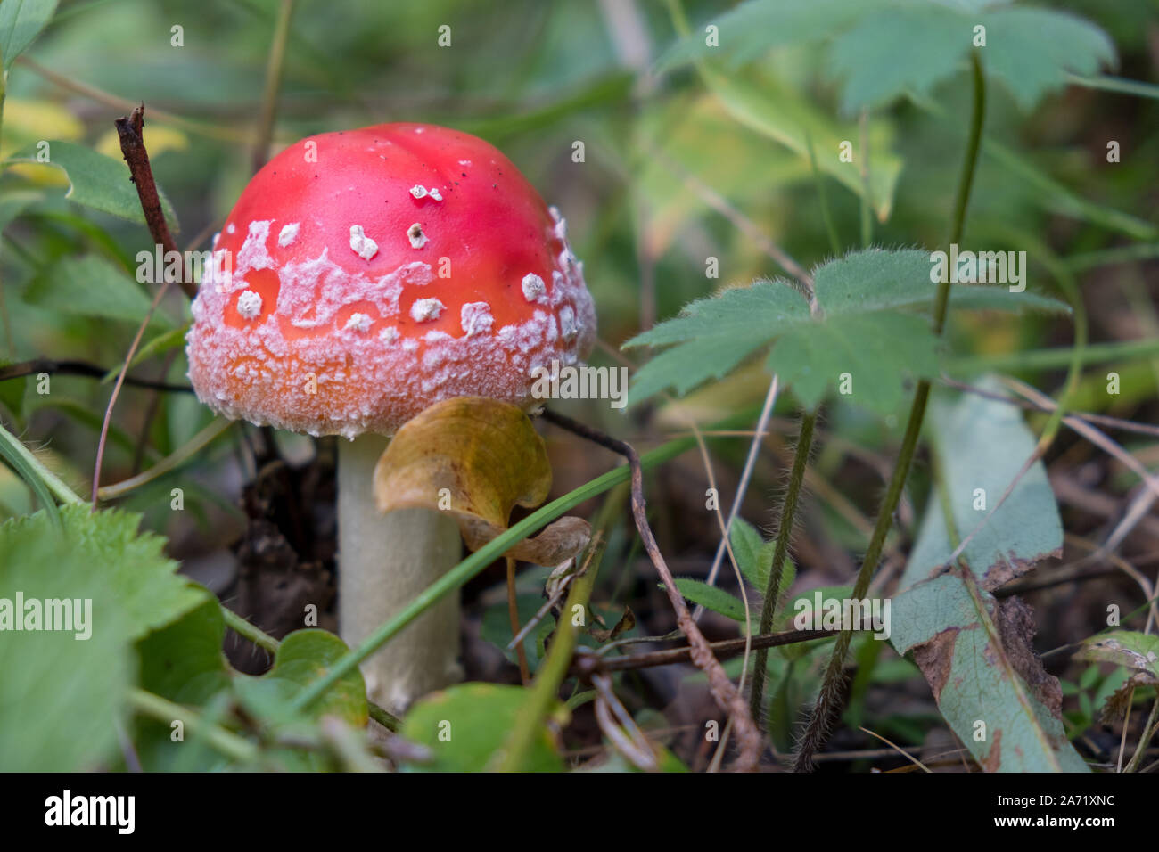 Mushroom Trip High Resolution Stock Photography and Images - Alamy