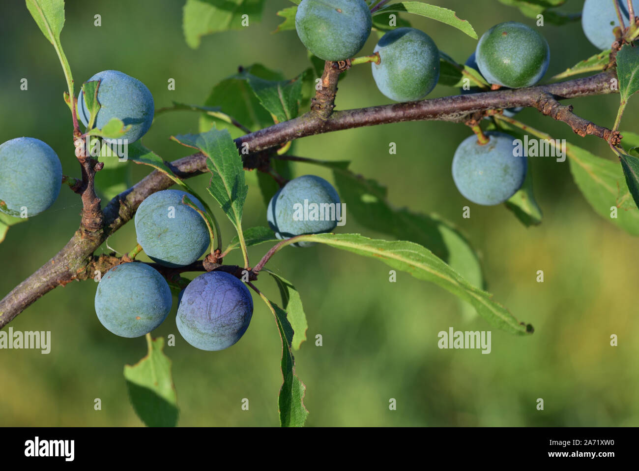 Sloe tree hi-res stock photography and images - Alamy