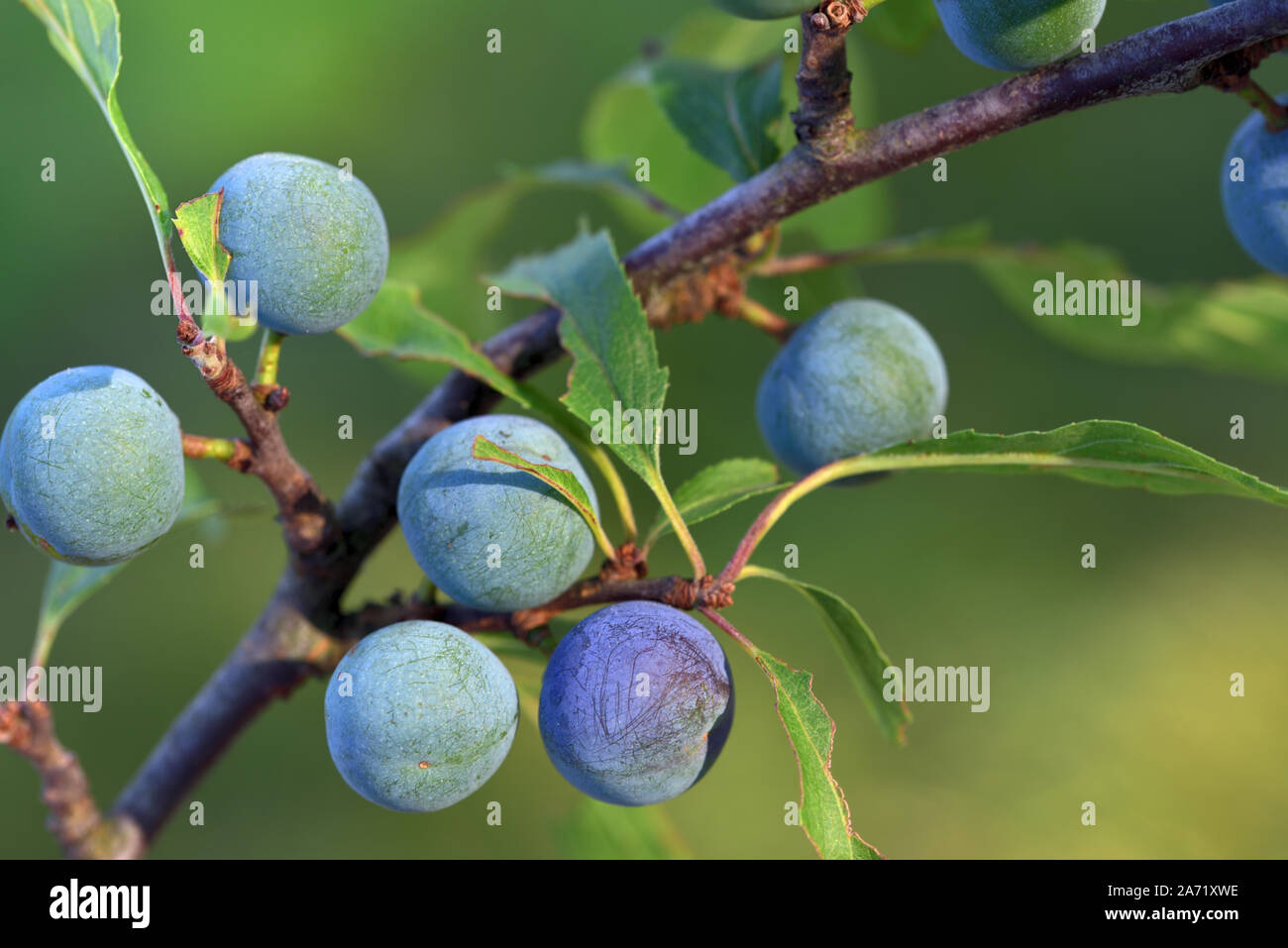 Sloe tree hi-res stock photography and images - Alamy