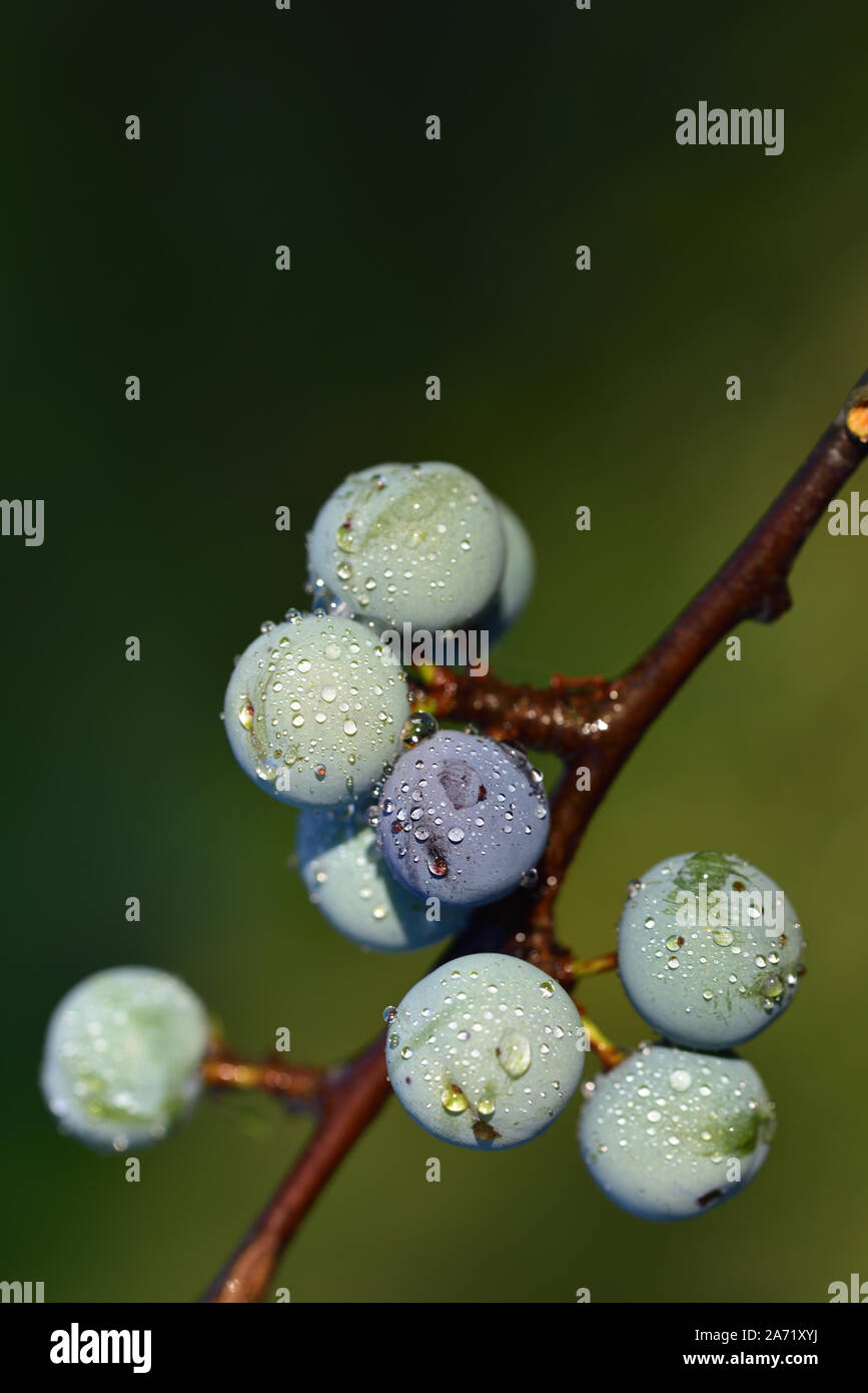Closeup of blue ripe sloes hanging with water drops on branch against ...