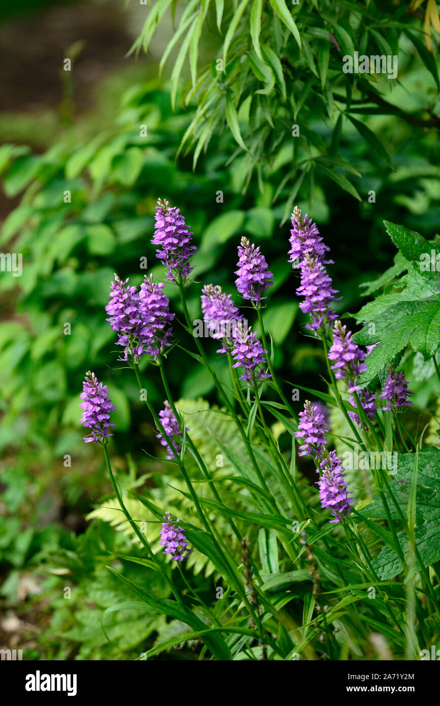 Terrestrial Habitat Plants