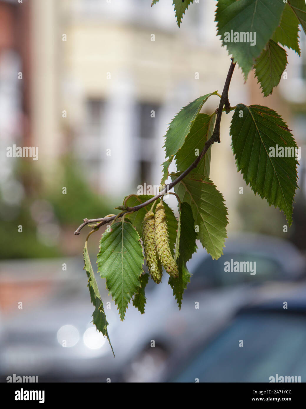 Leaves and catkins of a Chinese Red Birch (Betula albosinensis ...