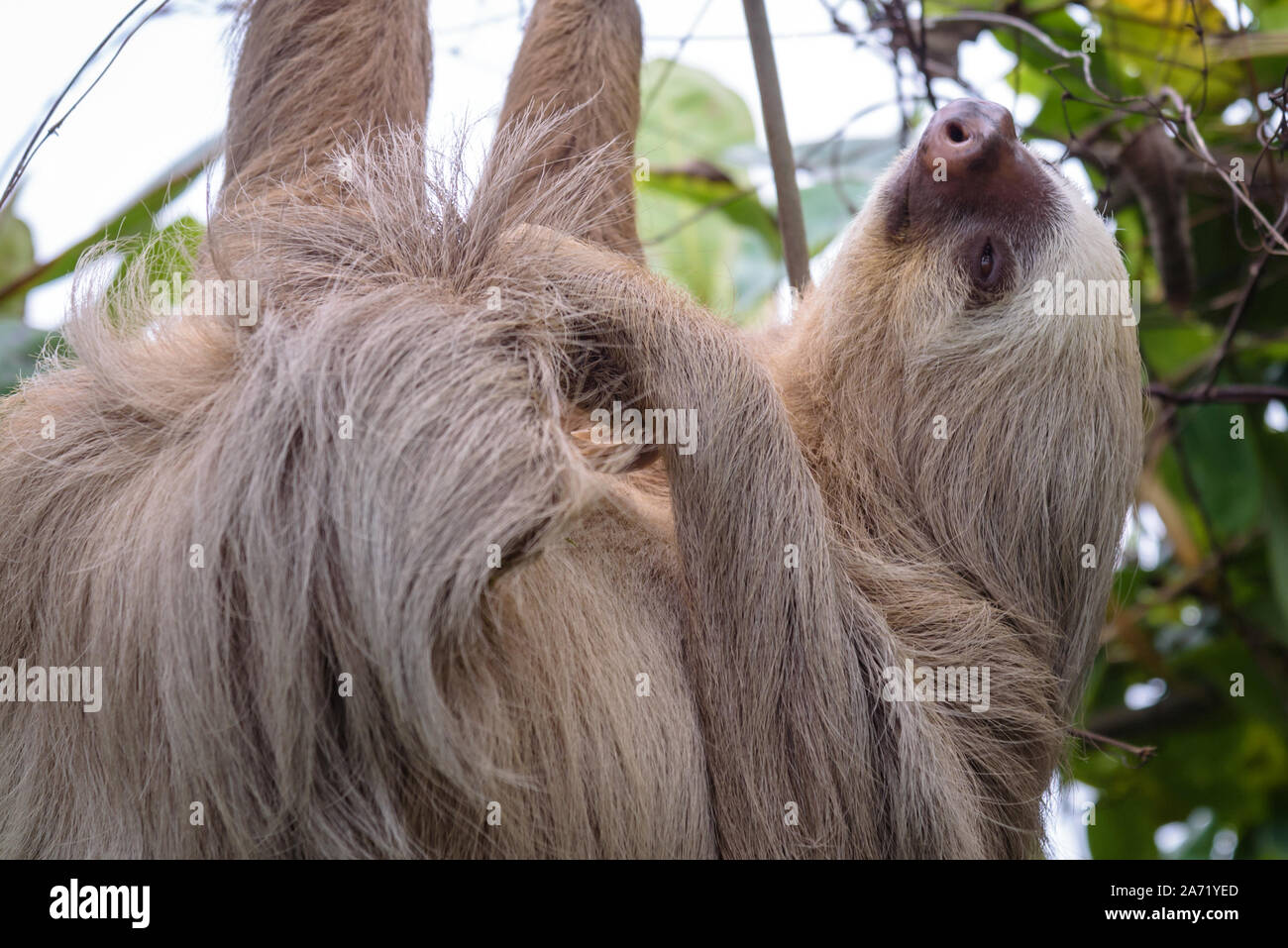 Hoffman’s Two-toed Sloth (Choloepus Hoffmanni) in the wild, forest of ...