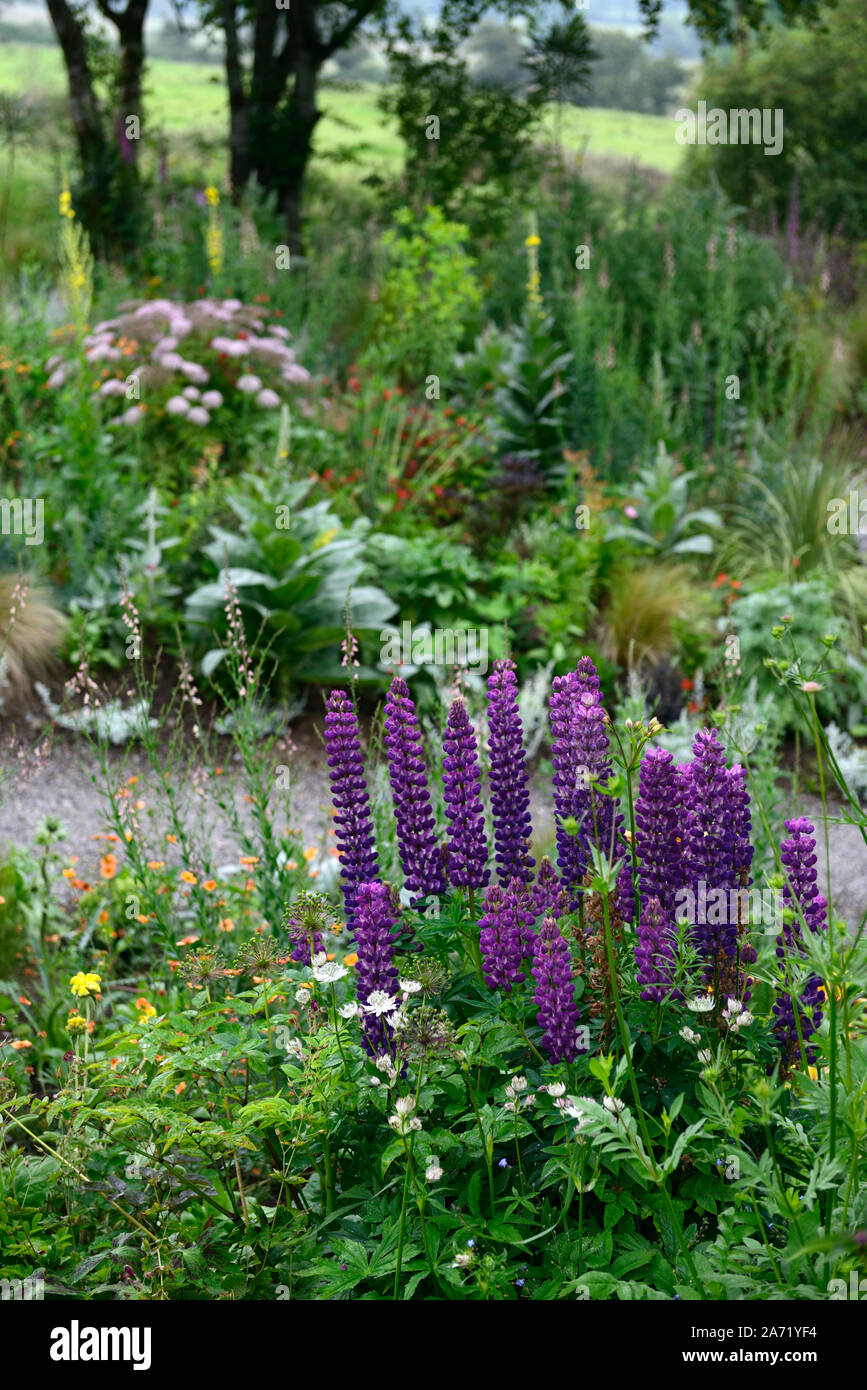 Lupin Masterpiece,Lupinus Masterpiece,magenta-purple flowers,flowering ...