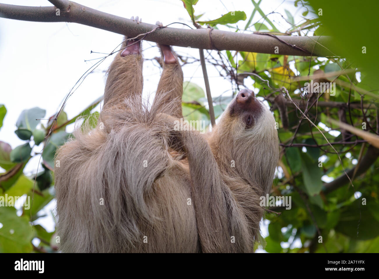 Hoffman’s Two-toed Sloth (Choloepus Hoffmanni) in the wild, forest of ...