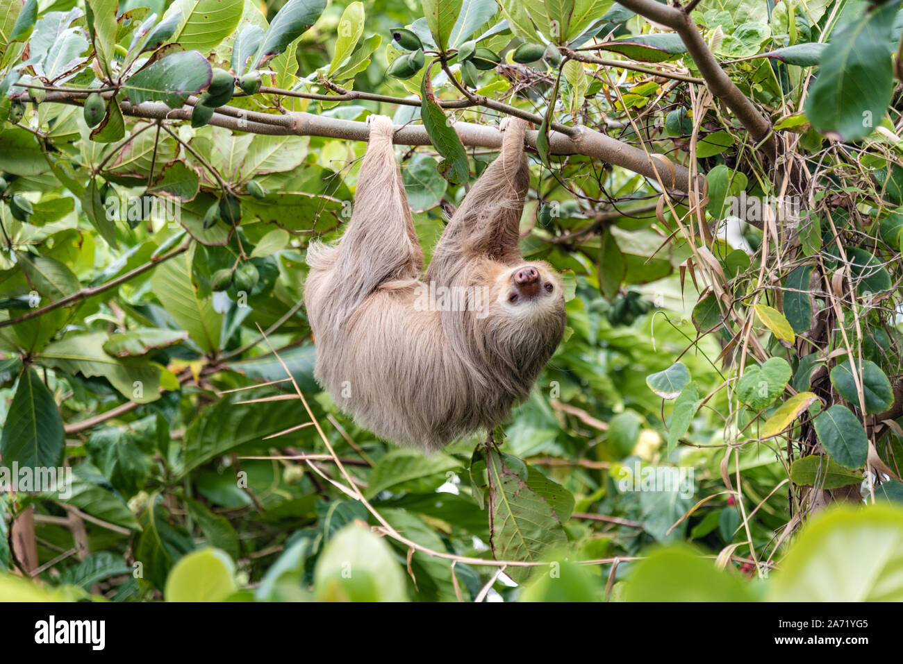 Hoffman’s Two-toed Sloth (Choloepus Hoffmanni) in the wild, forest of ...