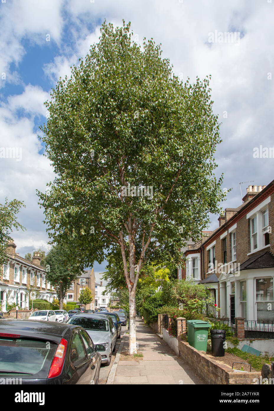 Betula albosinensis hi-res stock photography and images - Alamy