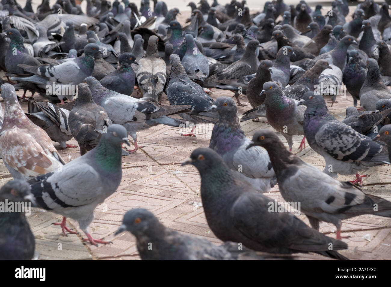 Pidgeon bird hi-res stock photography and images - Alamy