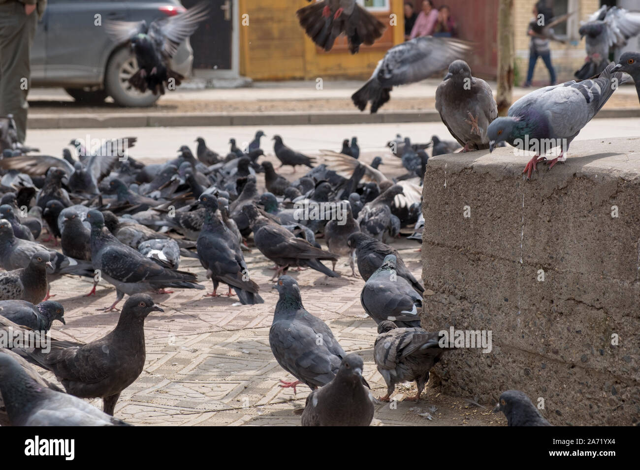 A lot of pigeons Stock Photo - Alamy