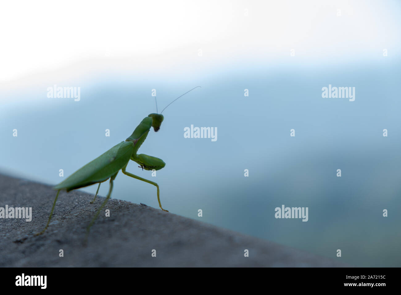 Pray Mantis on the Great Wall of China Stock Photo - Alamy