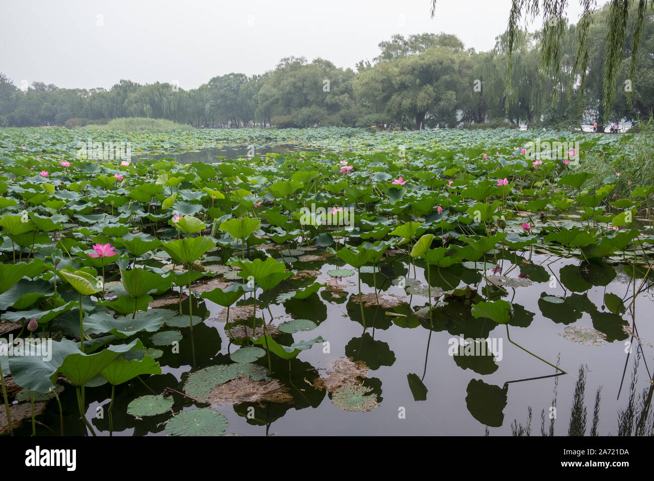 Water Lily Pond 1 Stock Photo - Alamy