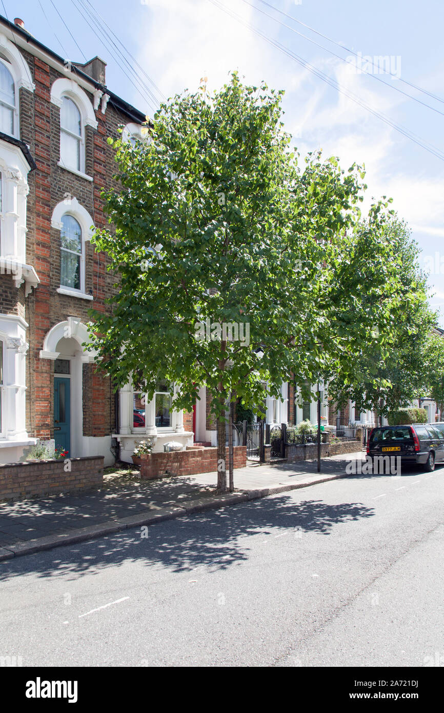 Monarch Birch (Betula maximowicziana) street tree, London N16 Stock ...