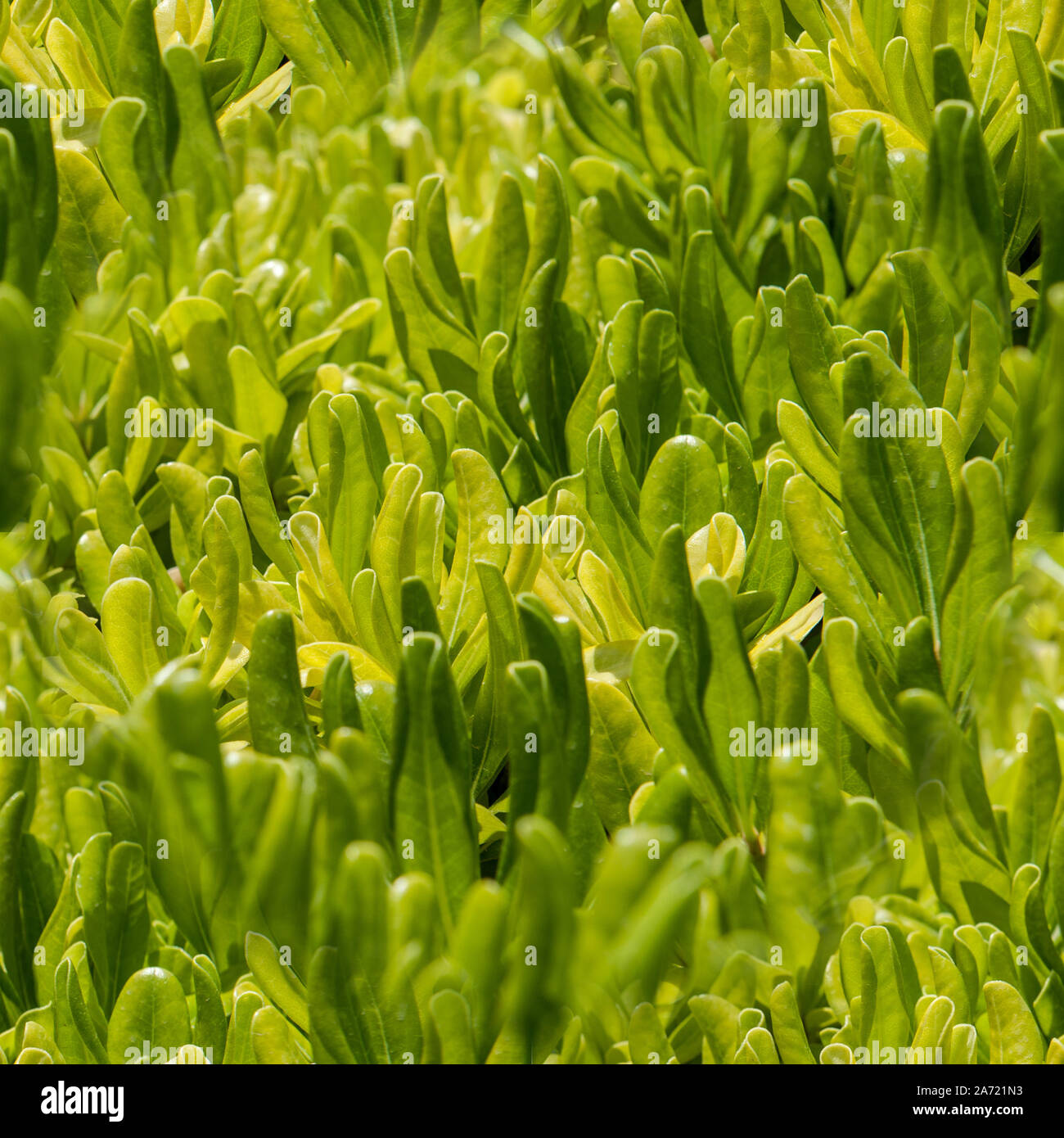 Green rosette leaves of grass at dawn. Herbal natural texture Stock ...