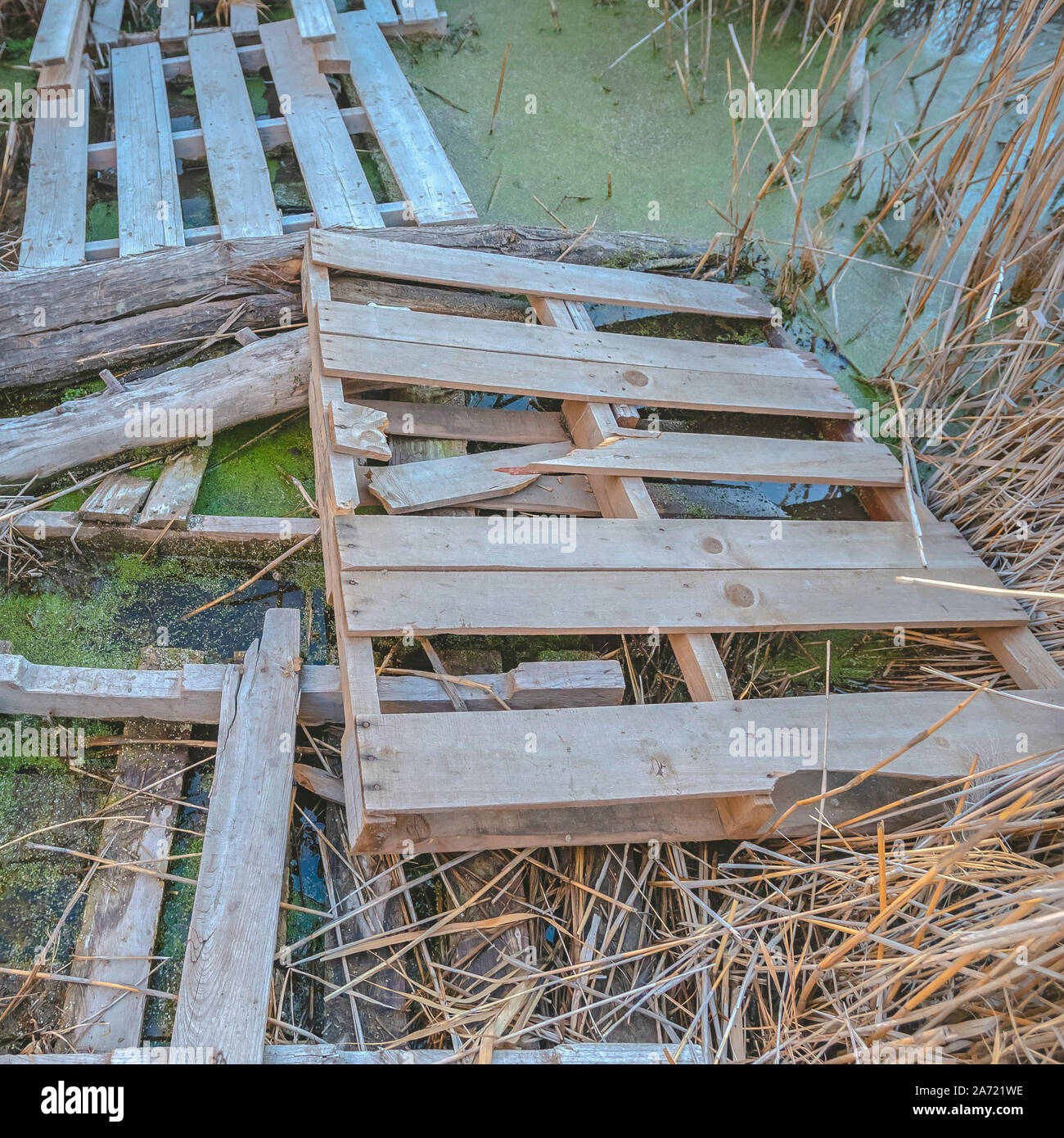 Excursion plants hi-res stock photography and images - Alamy
