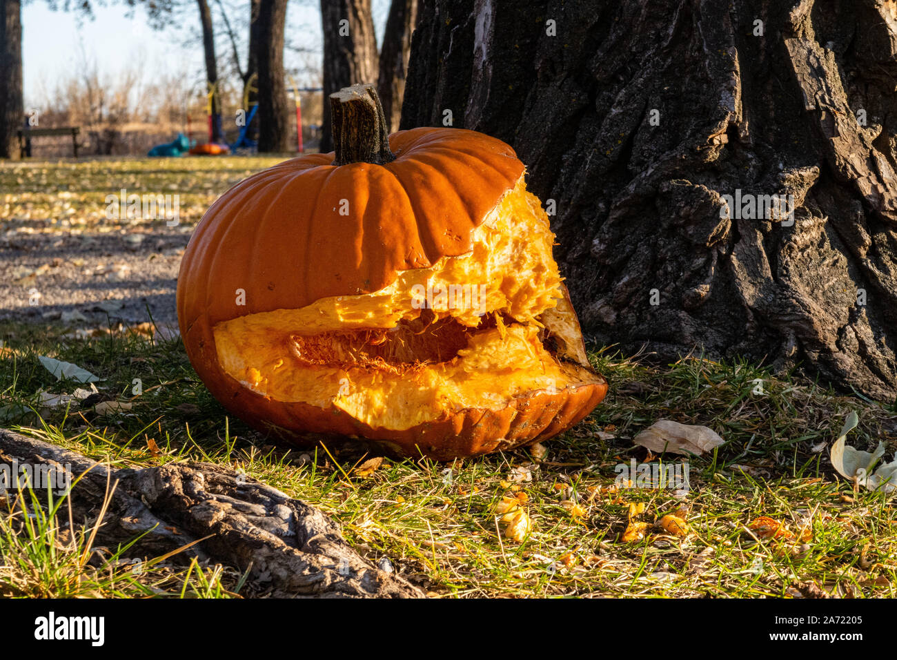 pumpkin, orange winter squash, 1/2 eaten, lying on the ground, in the ...