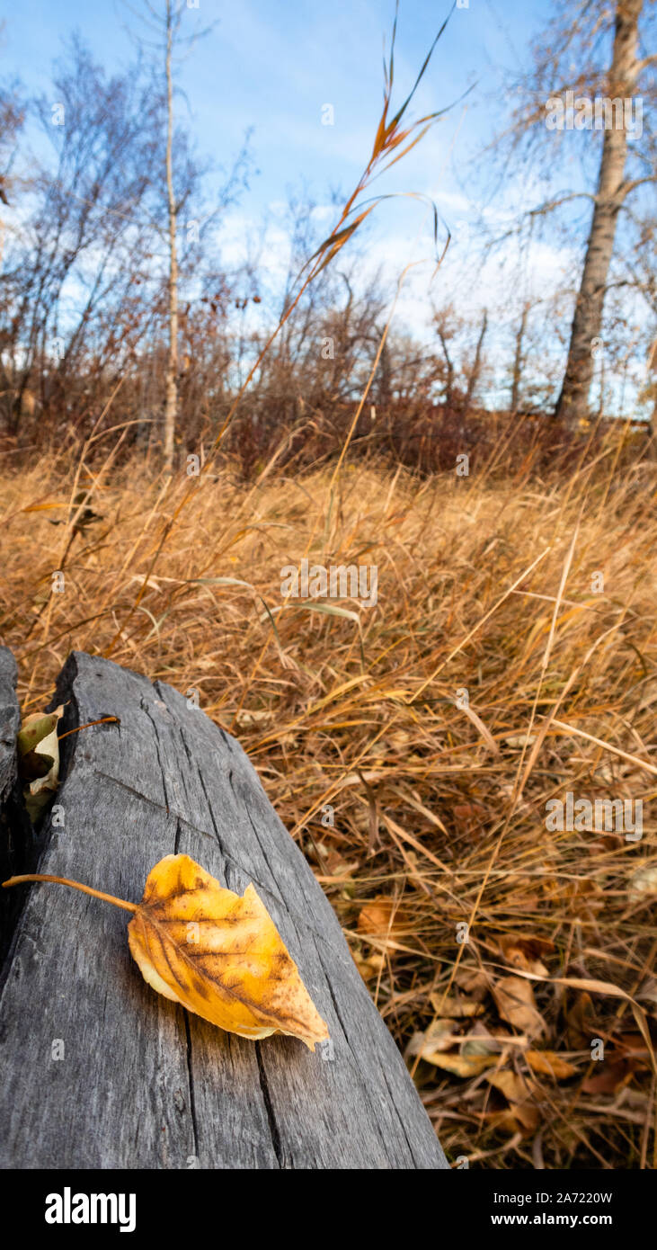 Outdoor autumn scene hi-res stock photography and images - Alamy